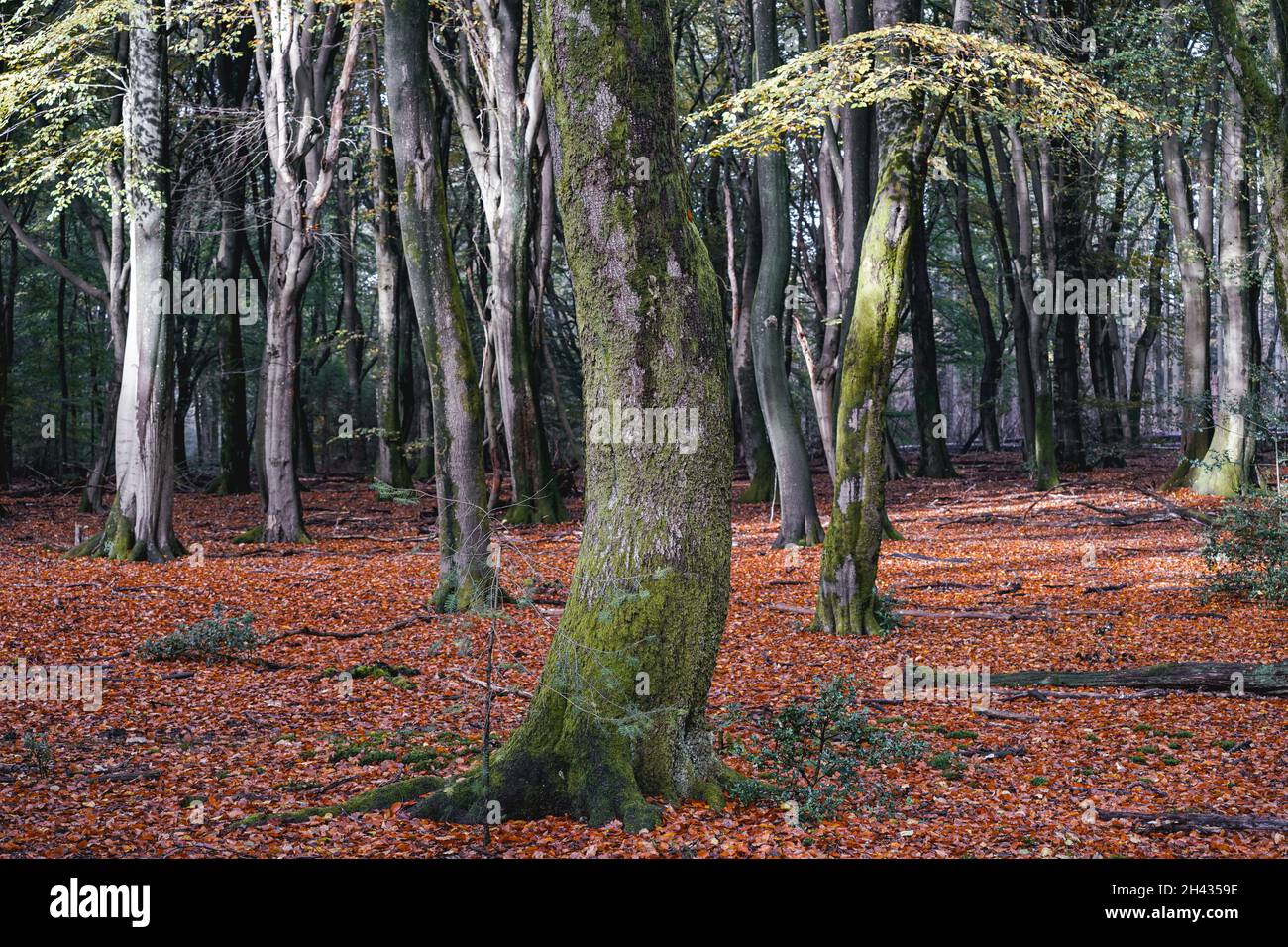 Autumn colors in the dutch forest, Speulderbos Putten The Netherlands ...