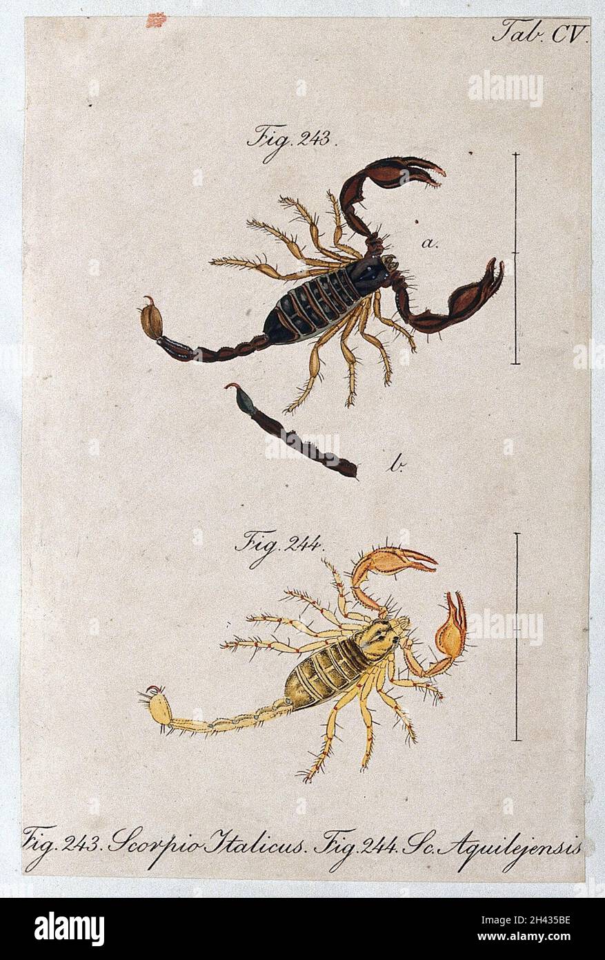 Two scorpions: Scorpio italicus and Scorpio aquilejensis. Coloured ...