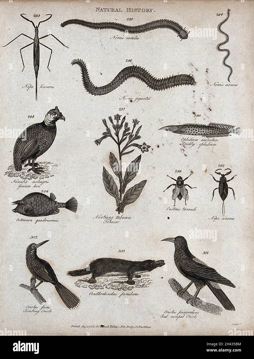 Above, an insect, three gastropod molluscs, a guinea hen and a prickly ...