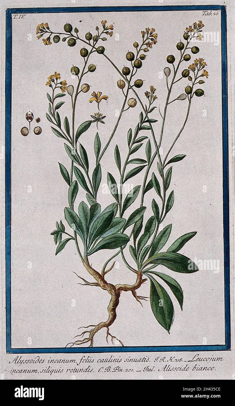 Alyssum sinuatum: entire flowering and fruiting plant with separate ...