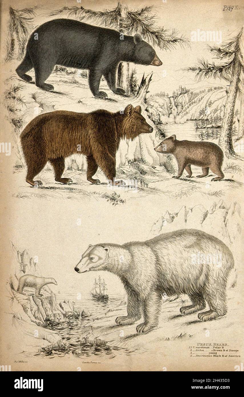 Five different specimen of bears shown in their natural habitat ...