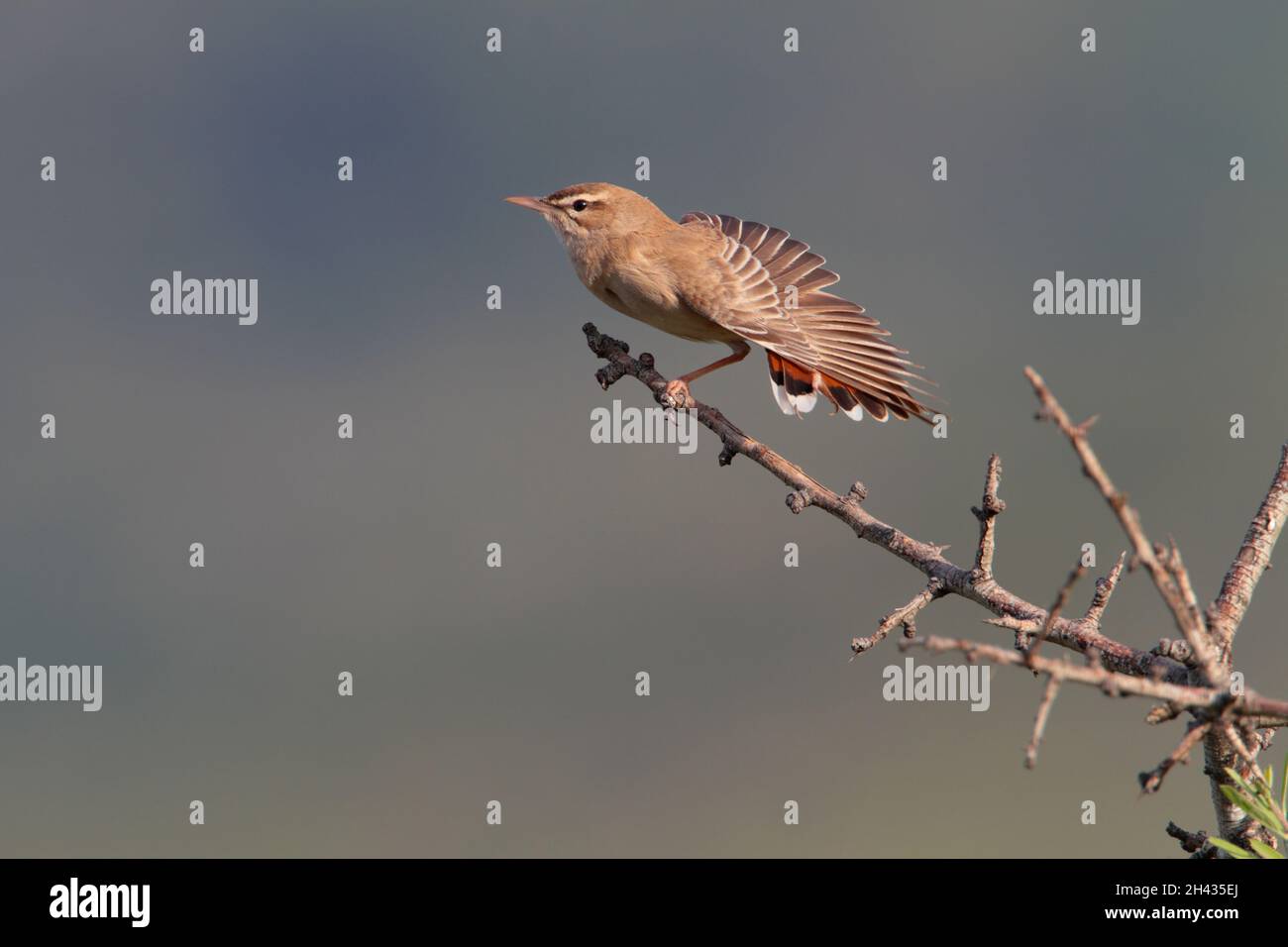 An adult male Rufous-tailed scrub robin (Cercotrichas galactotes) wing ...