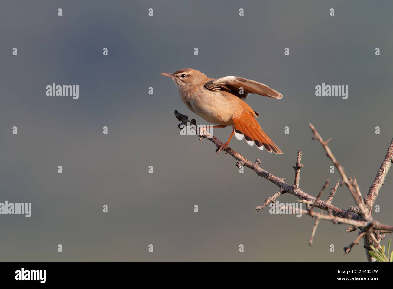 An adult male Rufous-tailed scrub robin (Cercotrichas galactotes) wing ...