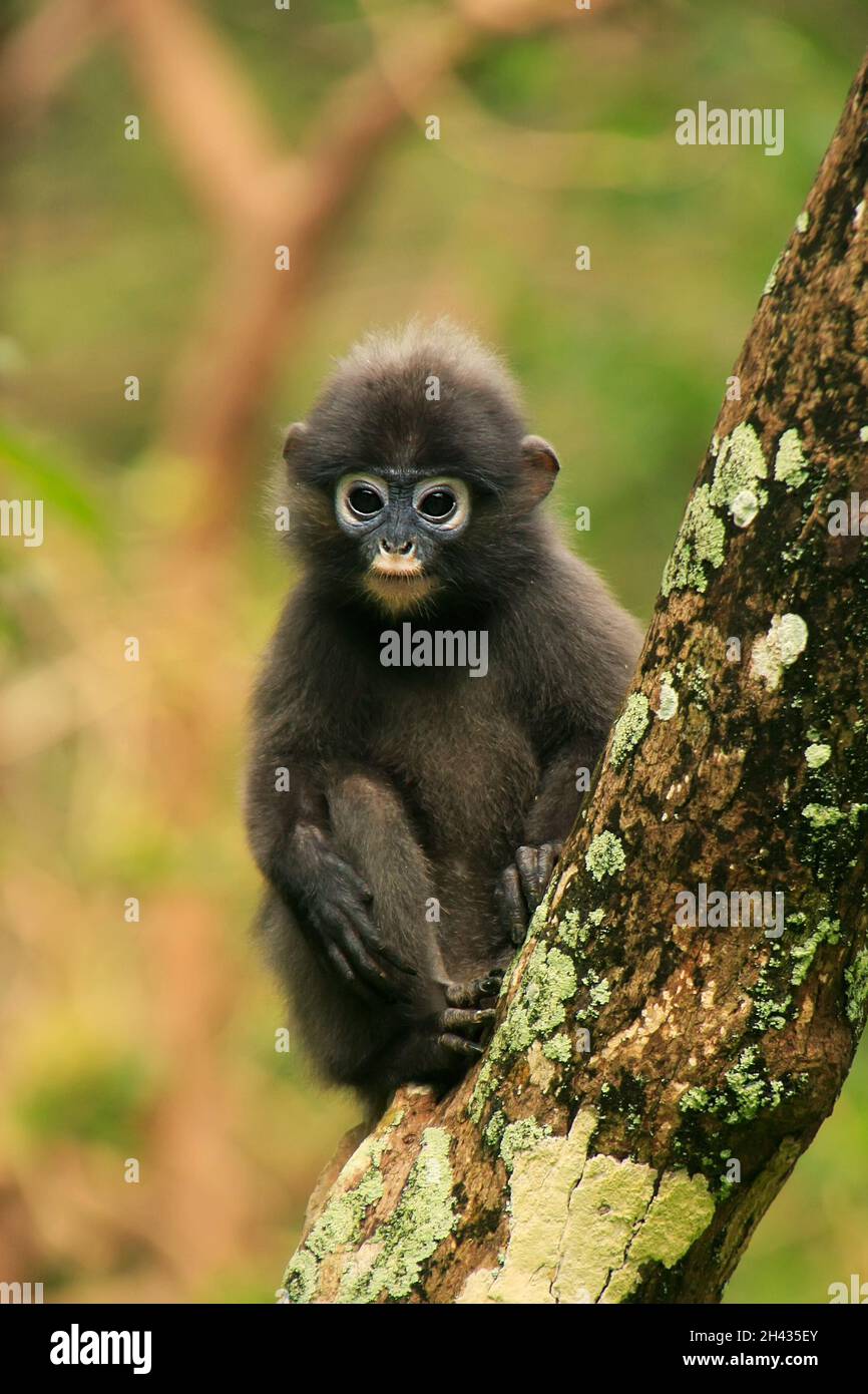 Young Spectacled langur sitting in a tree, Wua Talap island, Ang Thong ...