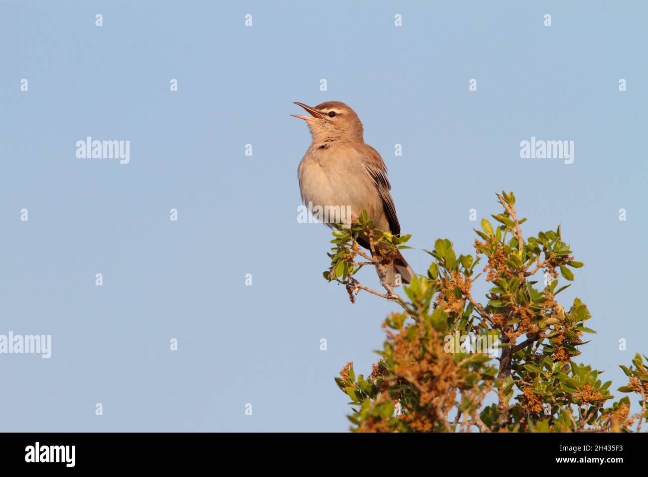 A singing male Rufous-tailed scrub robin (Cercotrichas galactotes) in ...