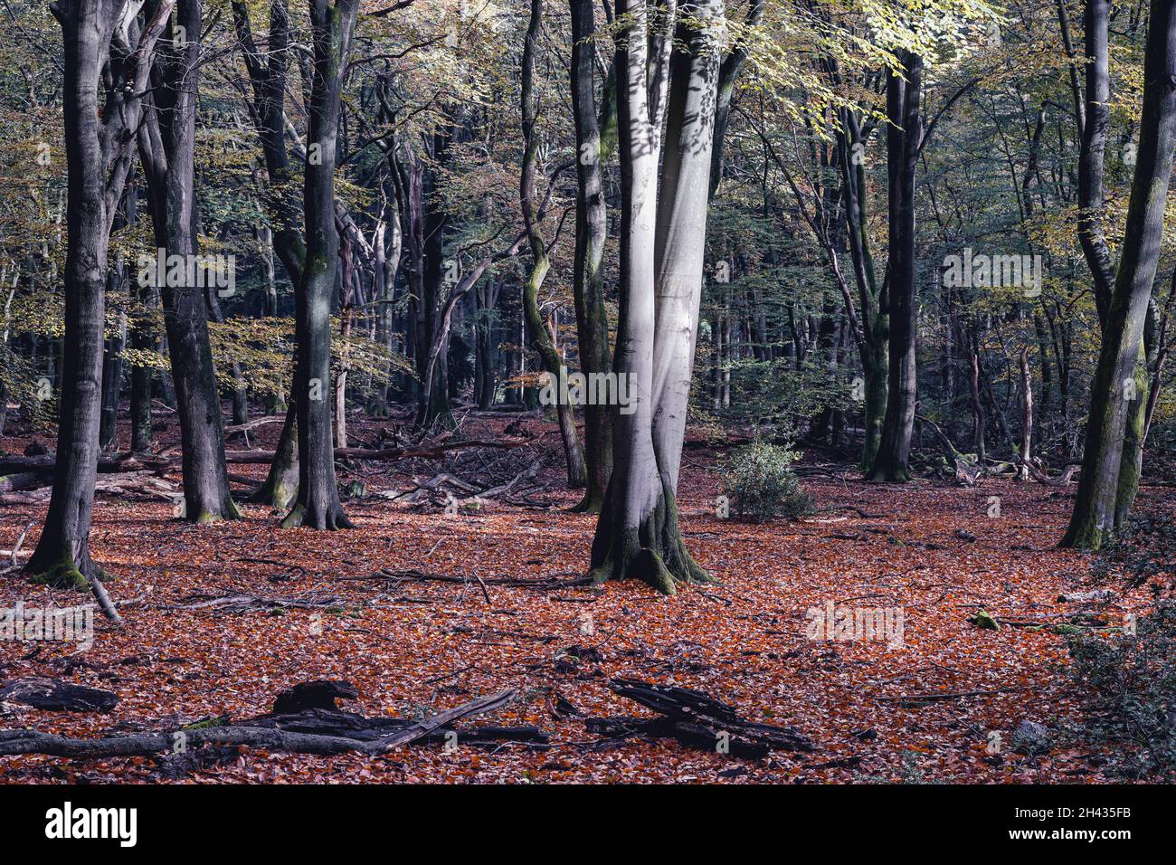 Autumn colors in the dutch forest, Speulderbos Putten The Netherlands ...