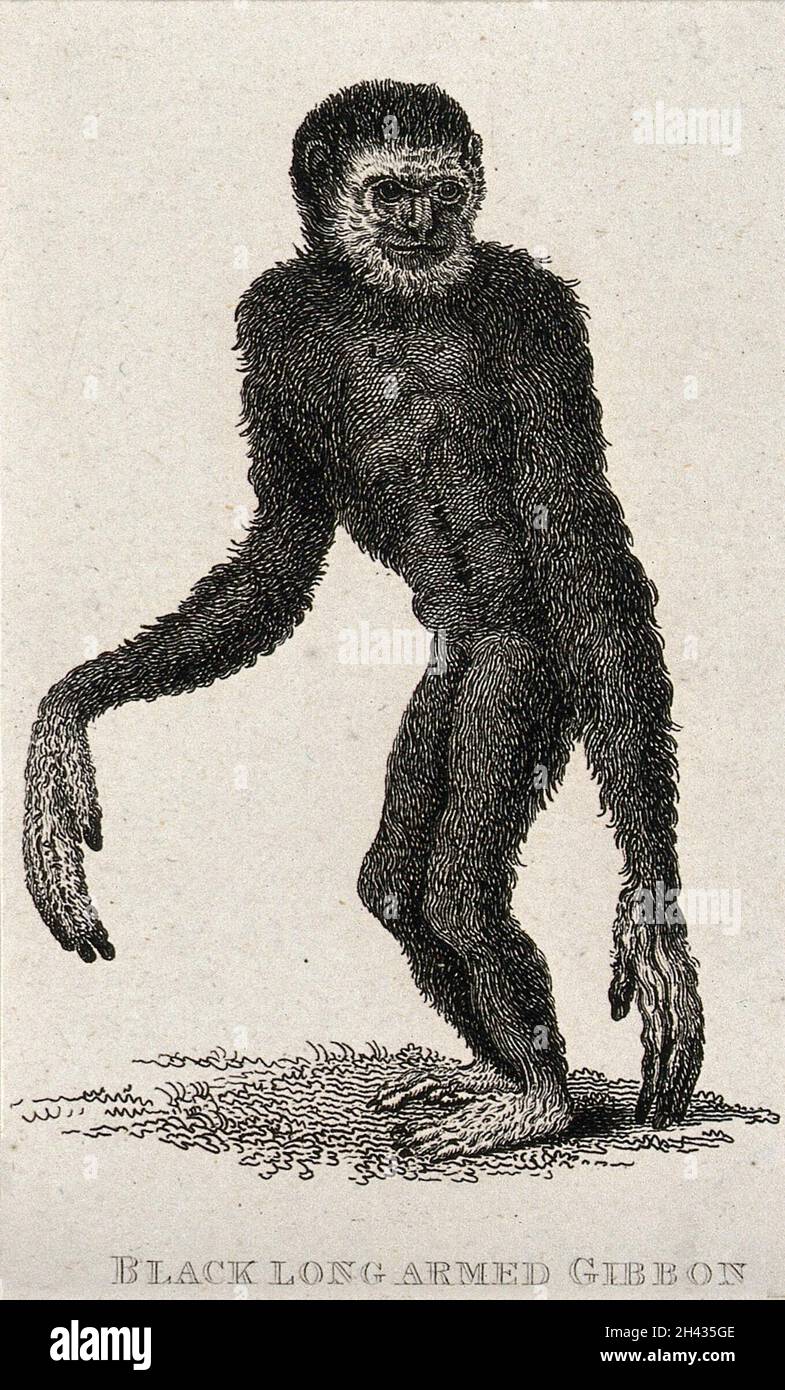 Gibbon anatomy hi-res stock photography and images - Alamy