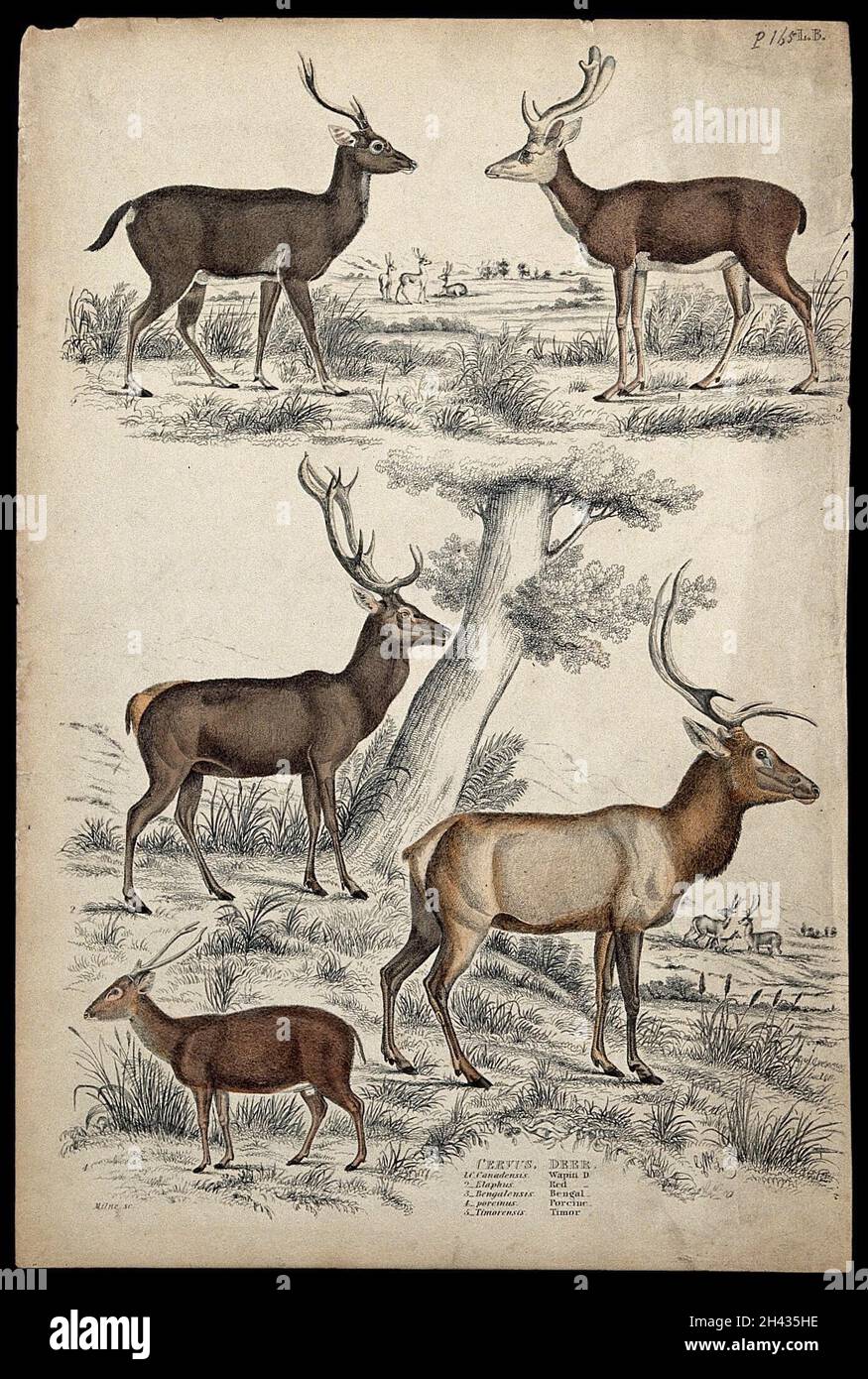 Five different specimen of the family Cervus (deer) shown in their ...