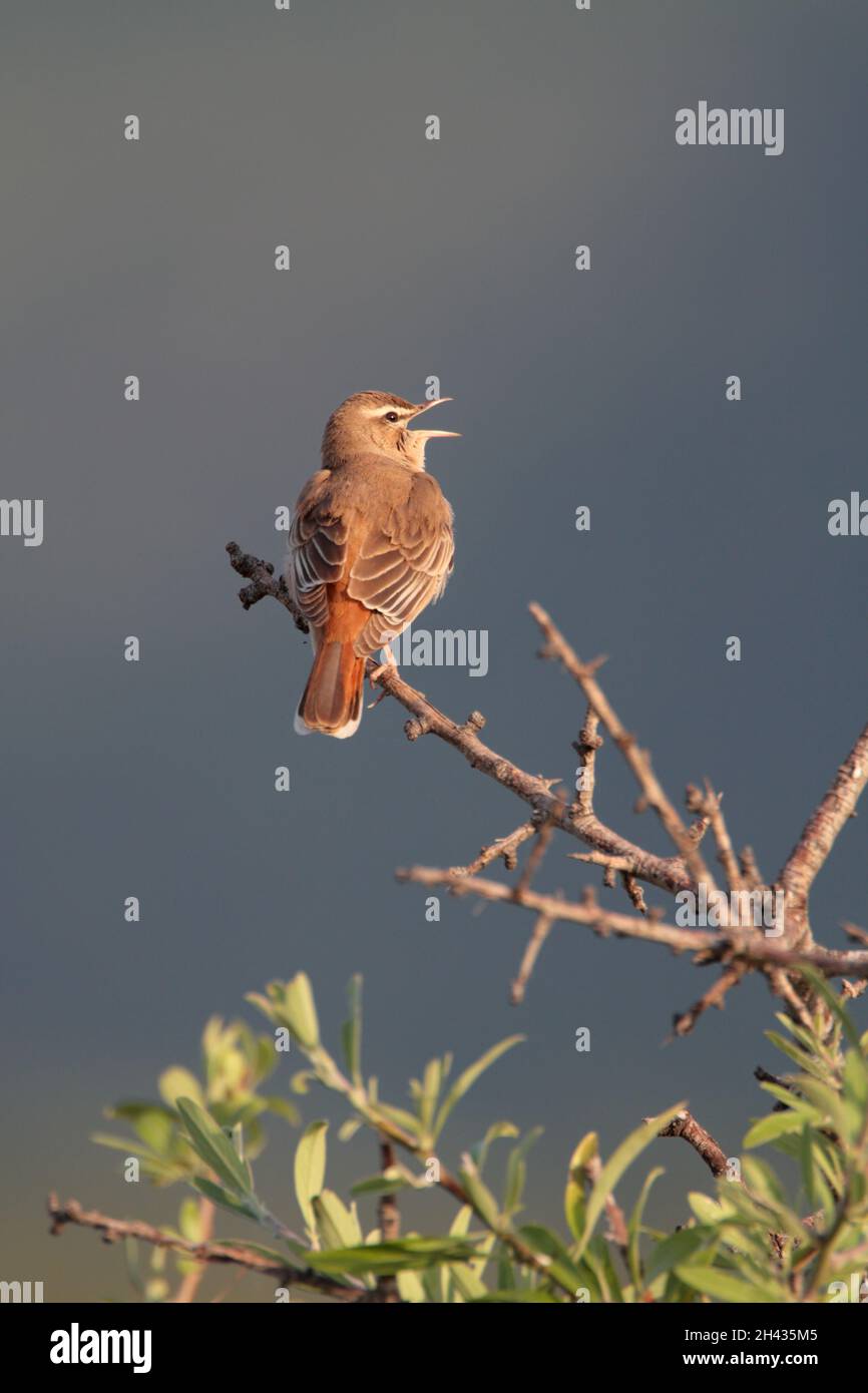 A singing male Rufous-tailed scrub robin (Cercotrichas galactotes) in ...