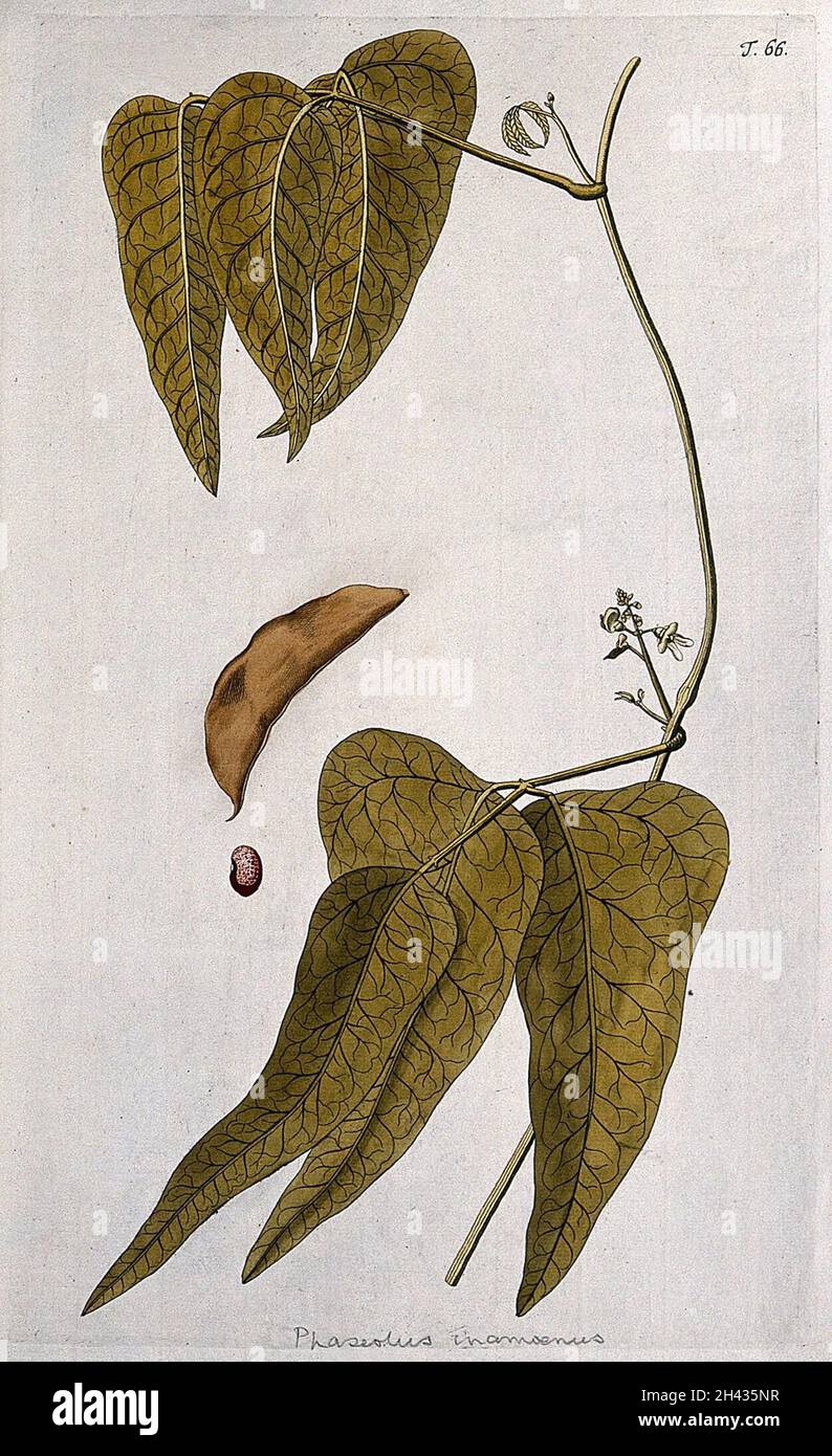 Lima bean seed pod hi-res stock photography and images - Alamy