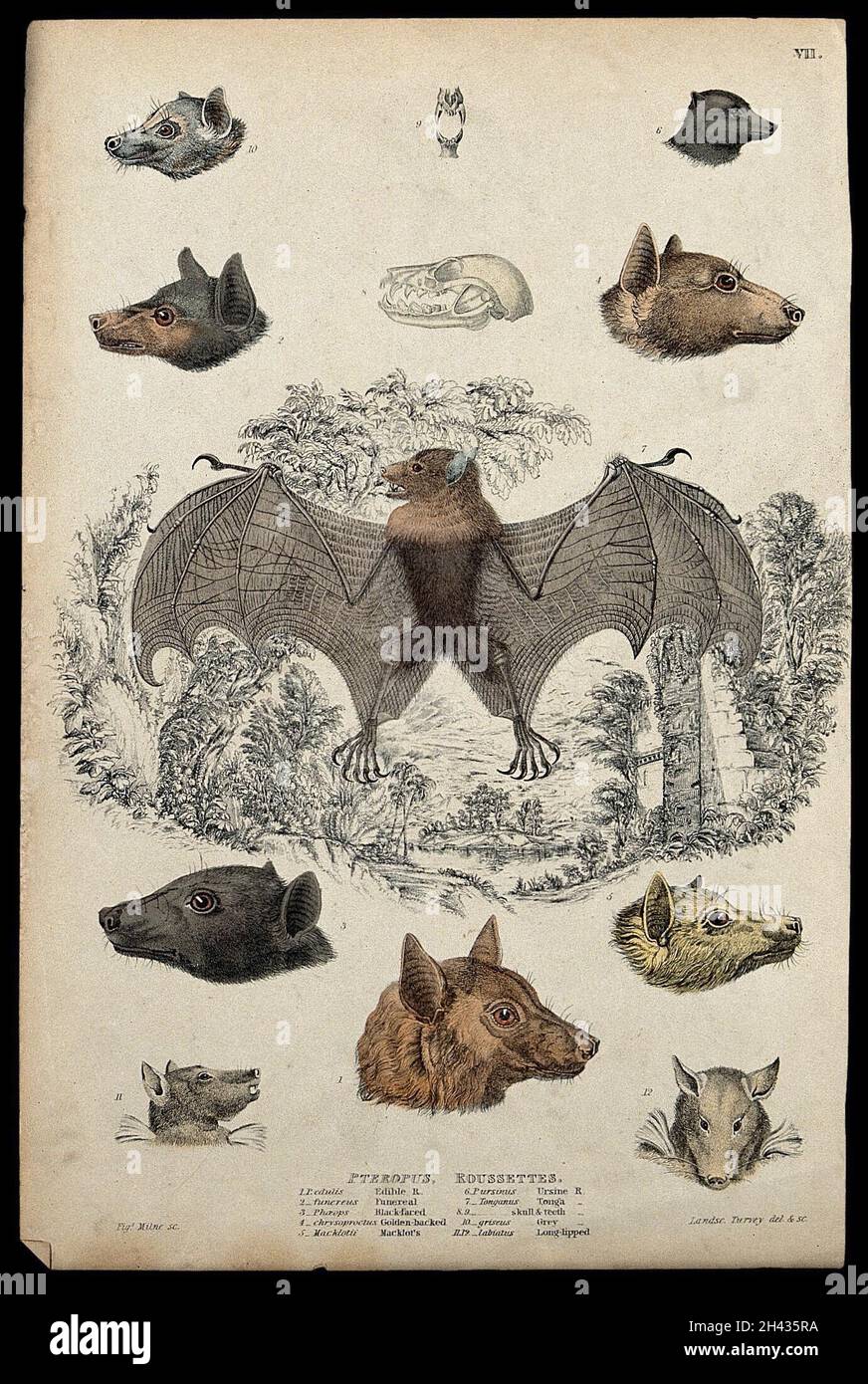 A tonga bat is shown surrounded by the heads, skulls and teeths of ...