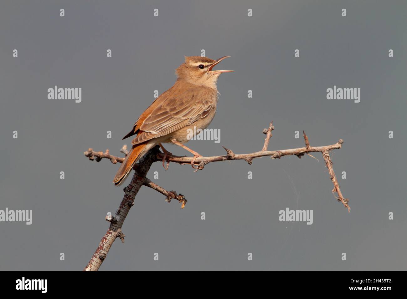 A singing male Rufous-tailed scrub robin (Cercotrichas galactotes) in ...
