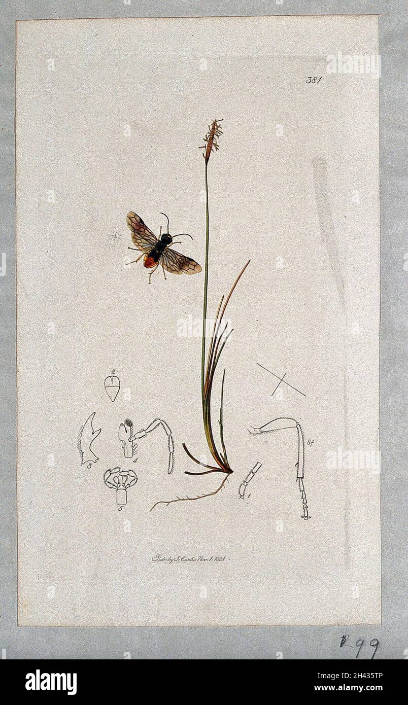 A sedge (Carex dioica) with an associated insect and anatomical ...