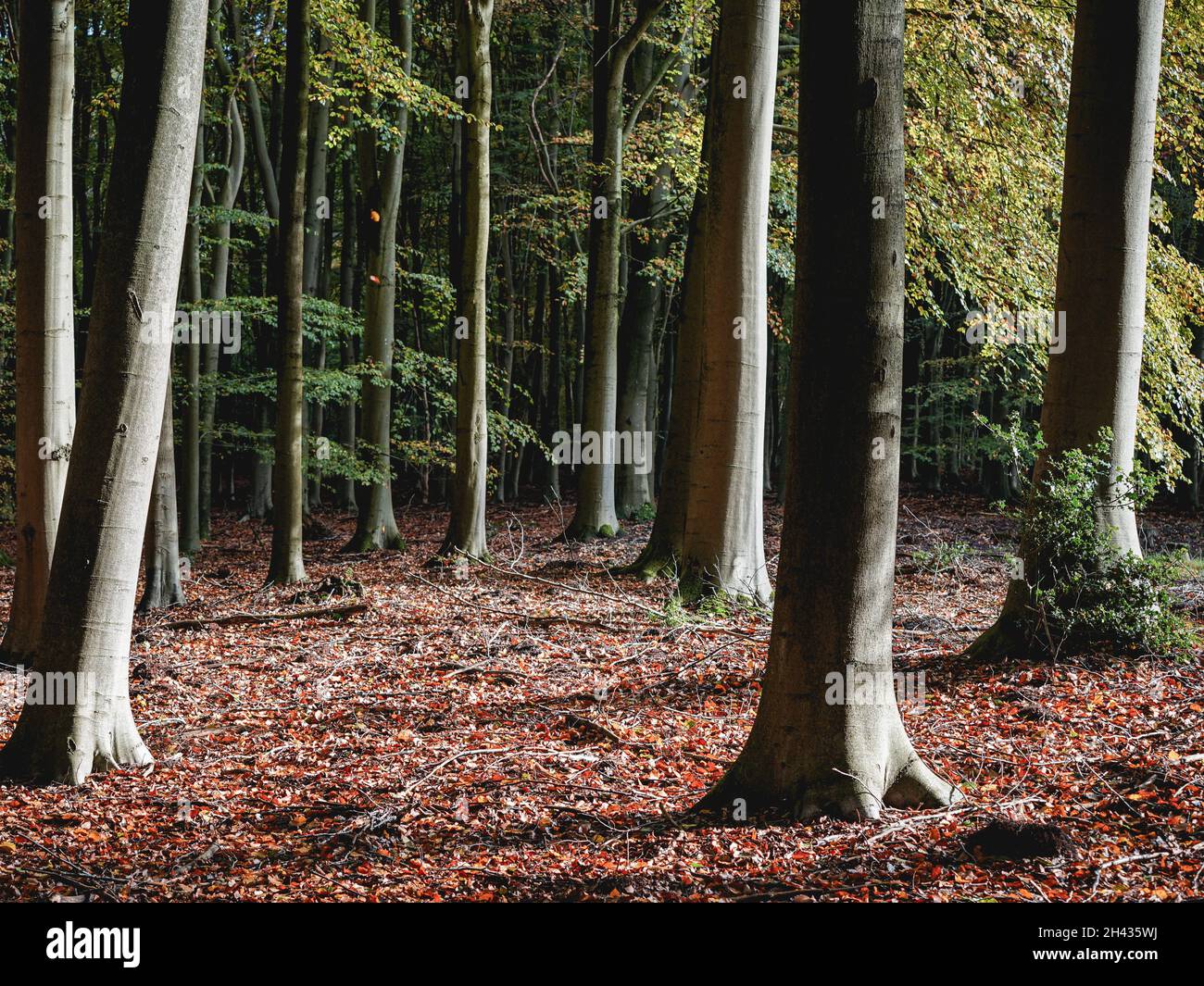 Autumn colors in the dutch forest, Speulderbos Putten The Netherlands ...
