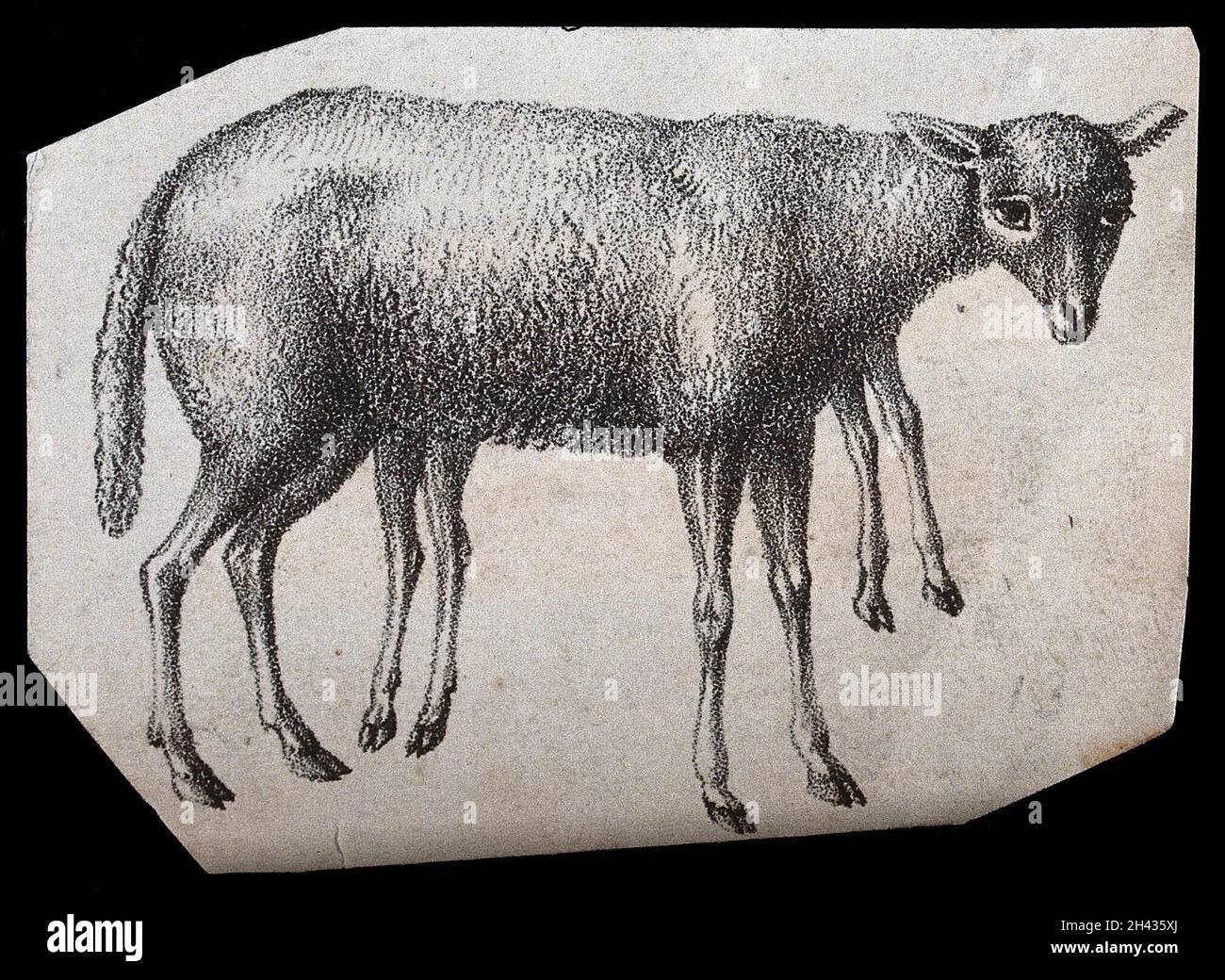 A sheep with a congenital defect (eight legs). Lithograph Stock Photo ...