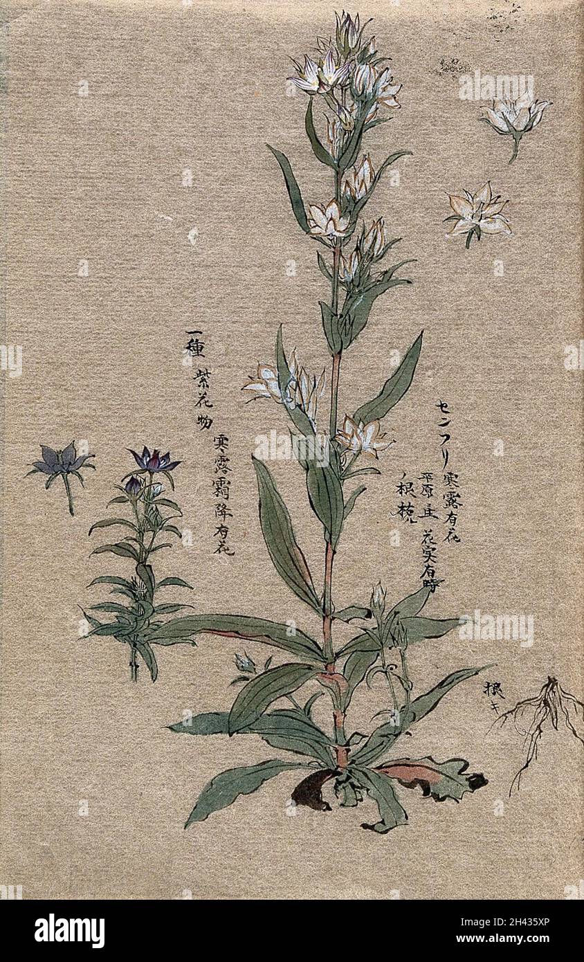 Illustration of two plants hi-res stock photography and images - Alamy