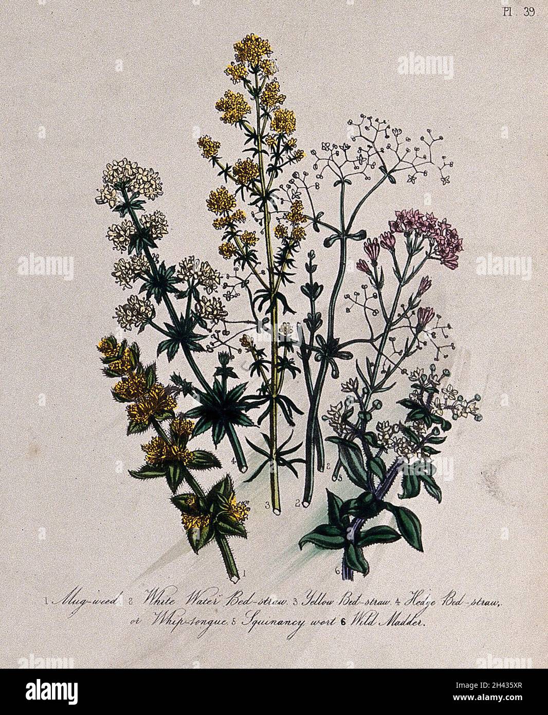 Six British wild flowers, four types of bedstraw (Galium species ...