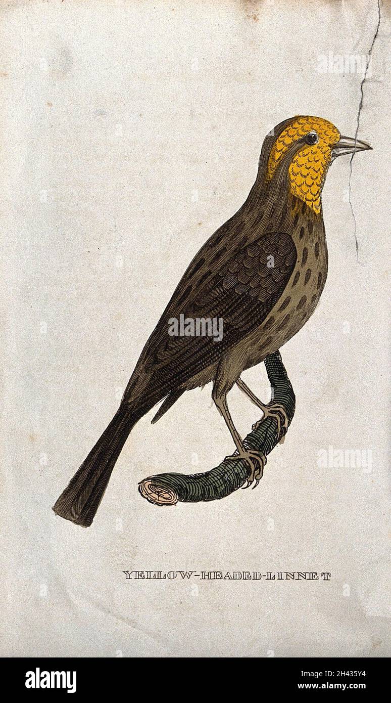A yellow-headed linnet. Coloured engraving Stock Photo - Alamy