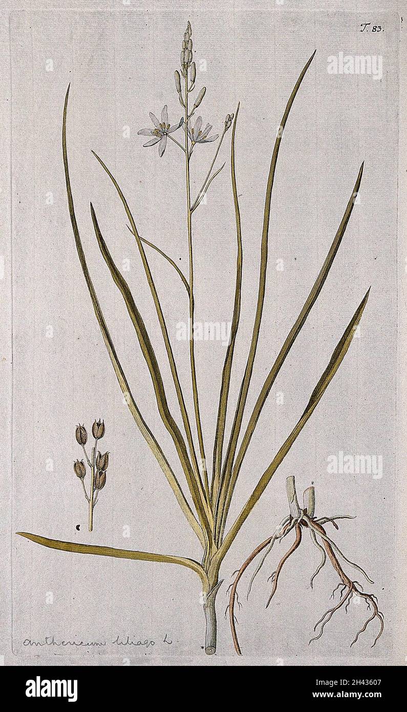 St. Bernard's lily (Anthericum liliago L.): flowering stem with ...