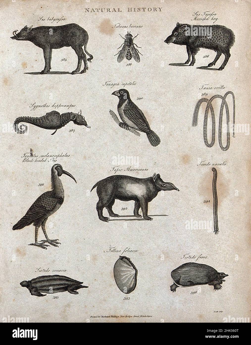 Teredo worm hi-res stock photography and images - Alamy