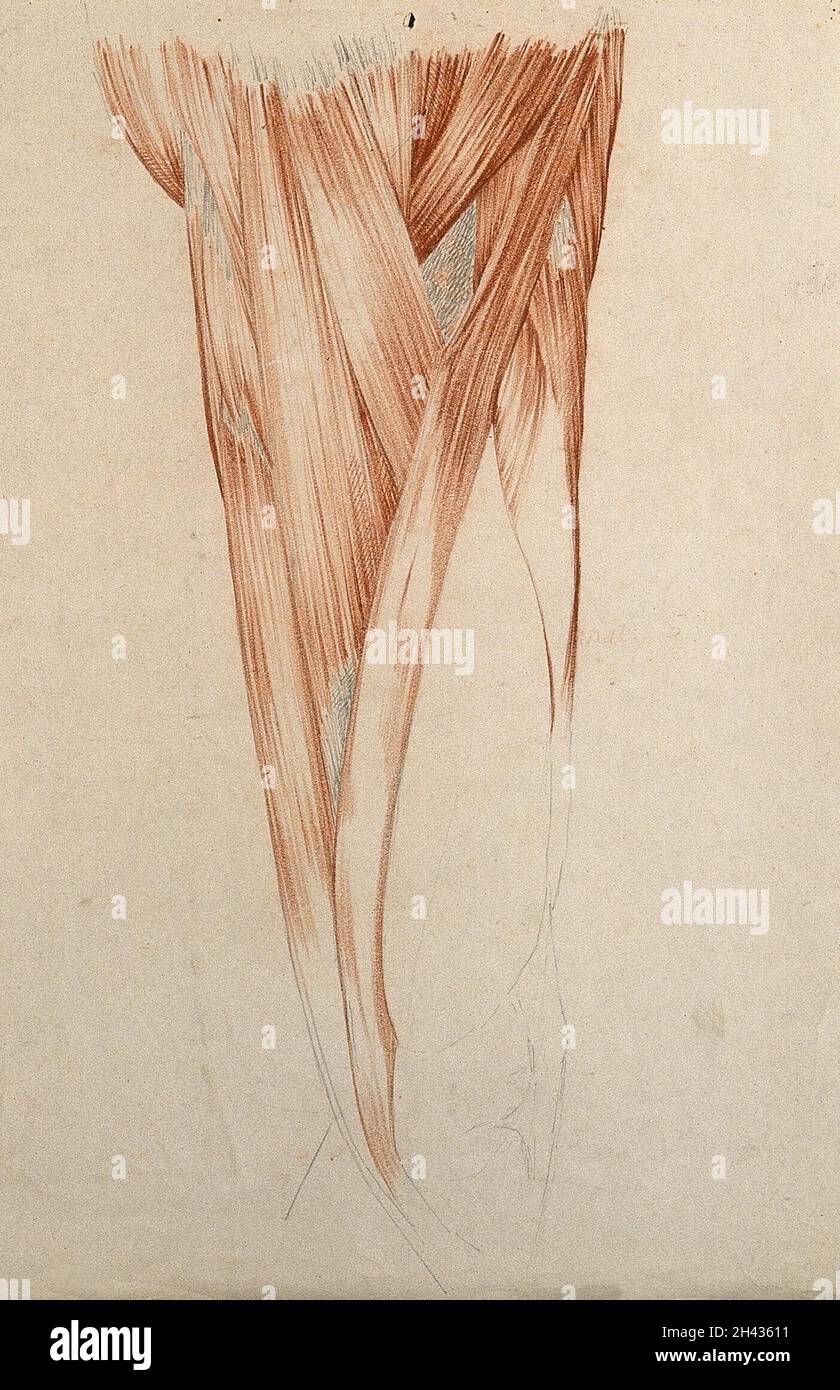 Muscles and tendons of the thigh. Red chalk and pencil drawing by or ...