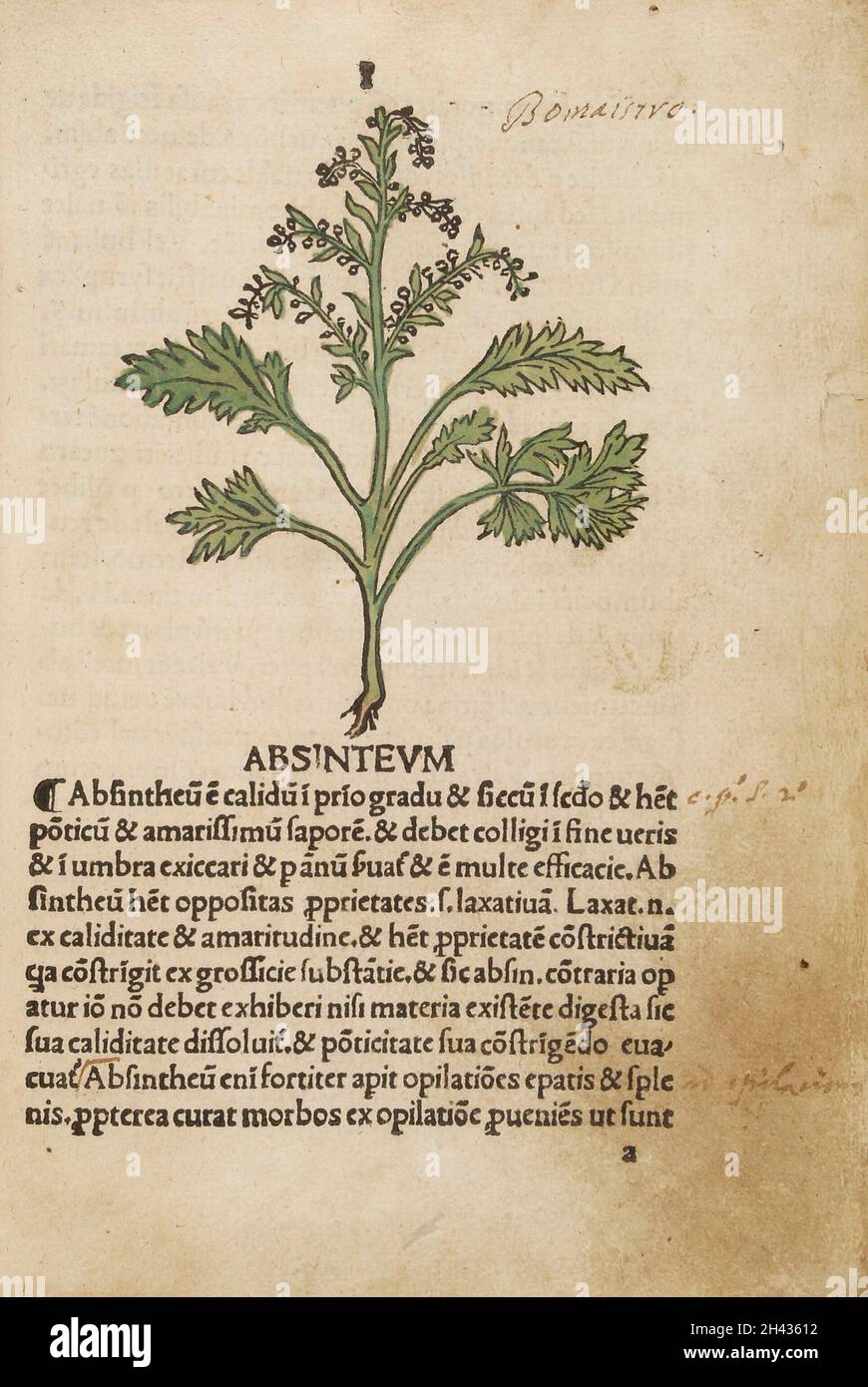 Hand coloured woodcut hi-res stock photography and images - Alamy