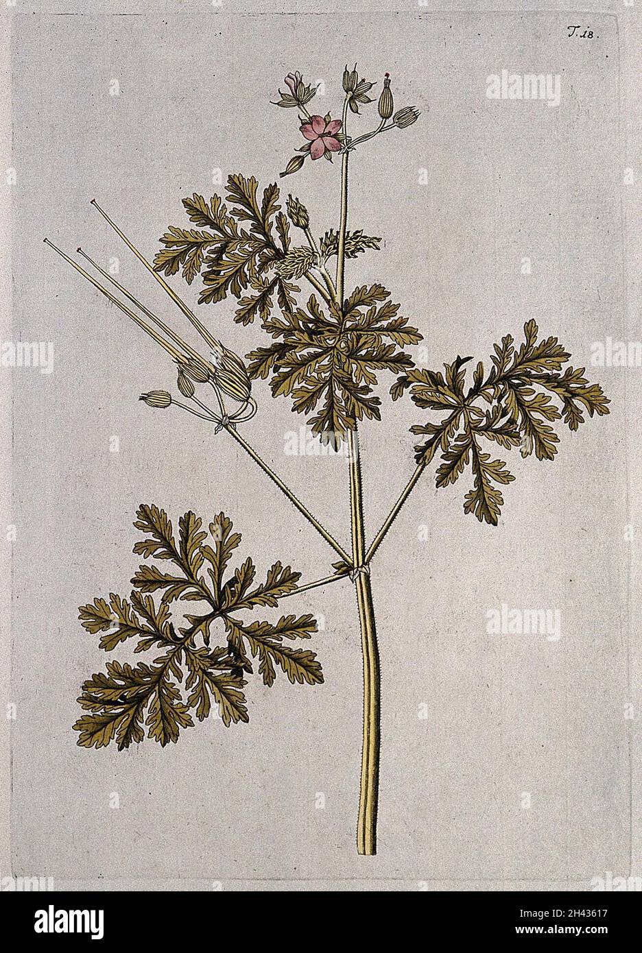 Storks bill erodium ciconium hi-res stock photography and images - Alamy