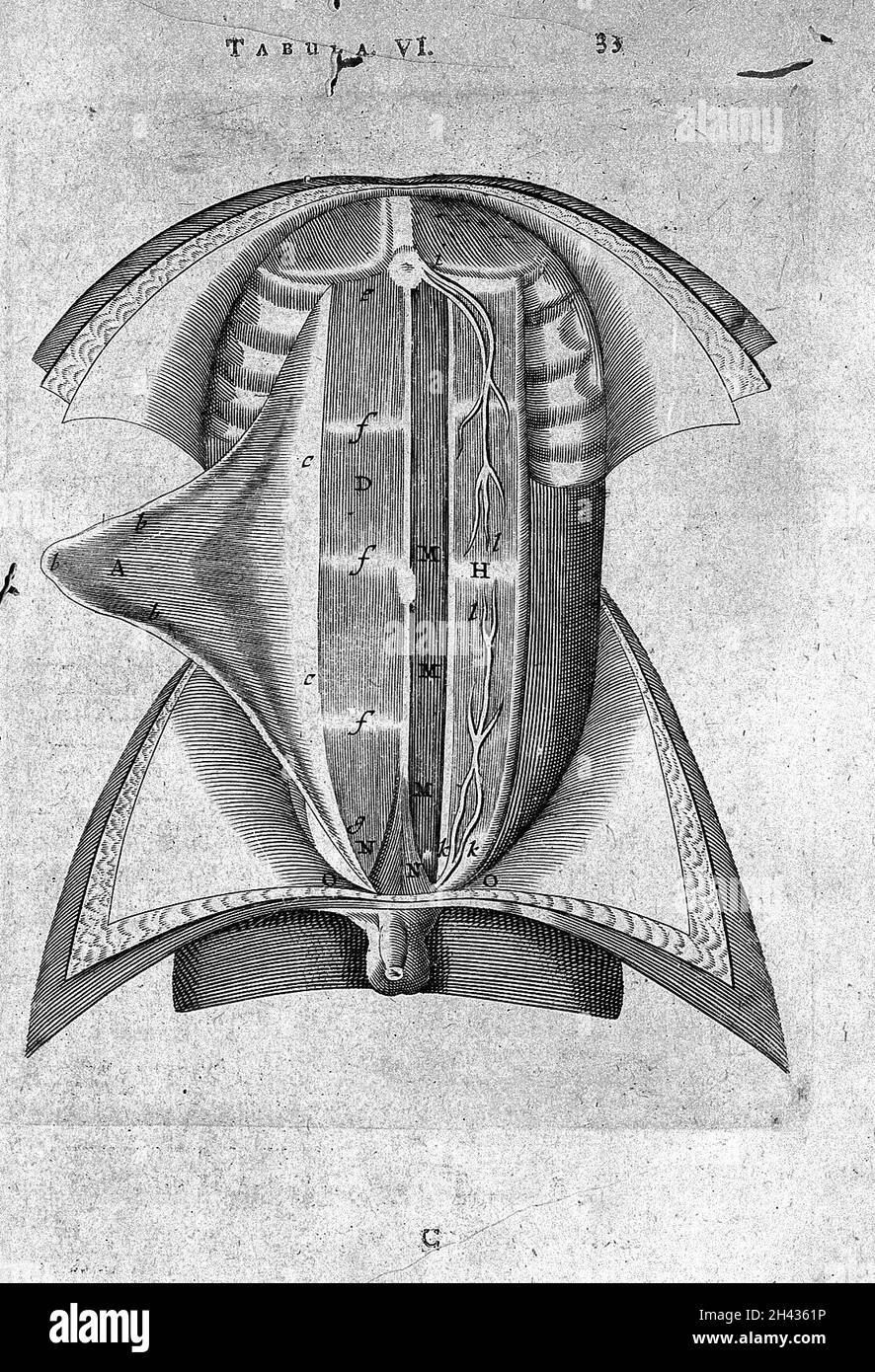 Abdominis hi-res stock photography and images - Alamy