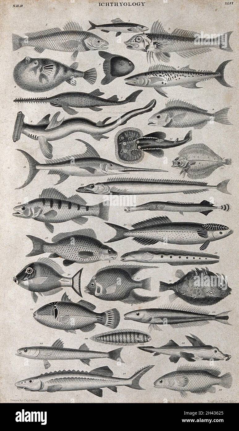 Twenty eight types of fish. Engraving by R. Scott after T. Brown Stock ...