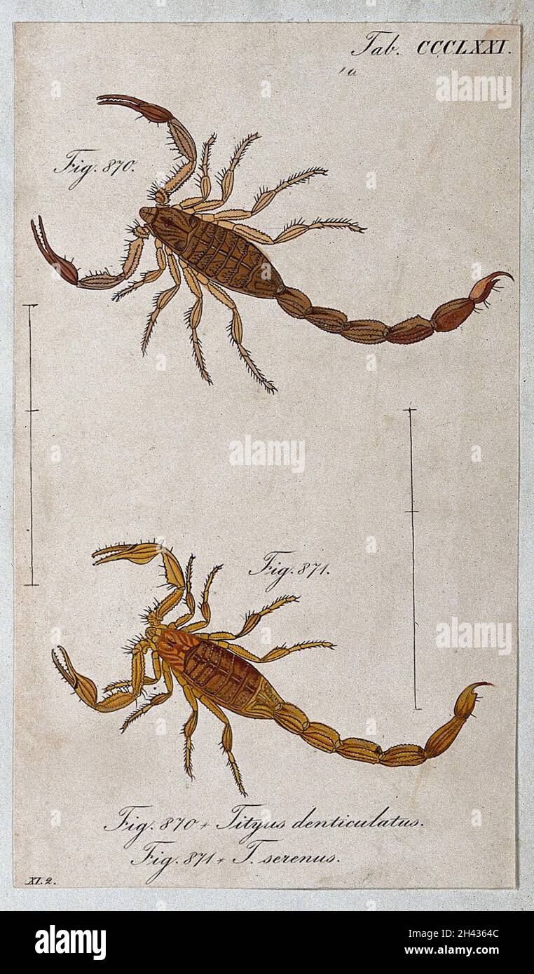 Two scorpions: Tityus denticulatus and Tityus serenus. Coloured ...
