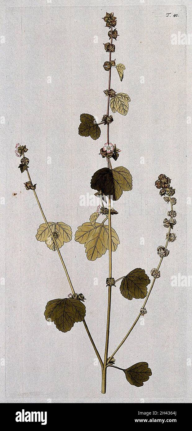 Curled mallow (Malva verticillata L.): flowering and fruiting stem ...