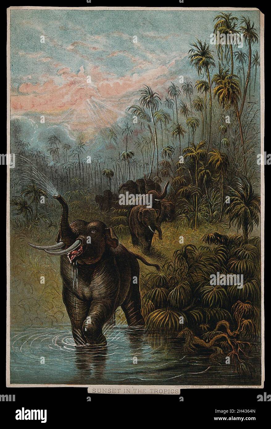 Elephants in the jungle. Colour lithograph, ca. 1890 Stock Photo - Alamy