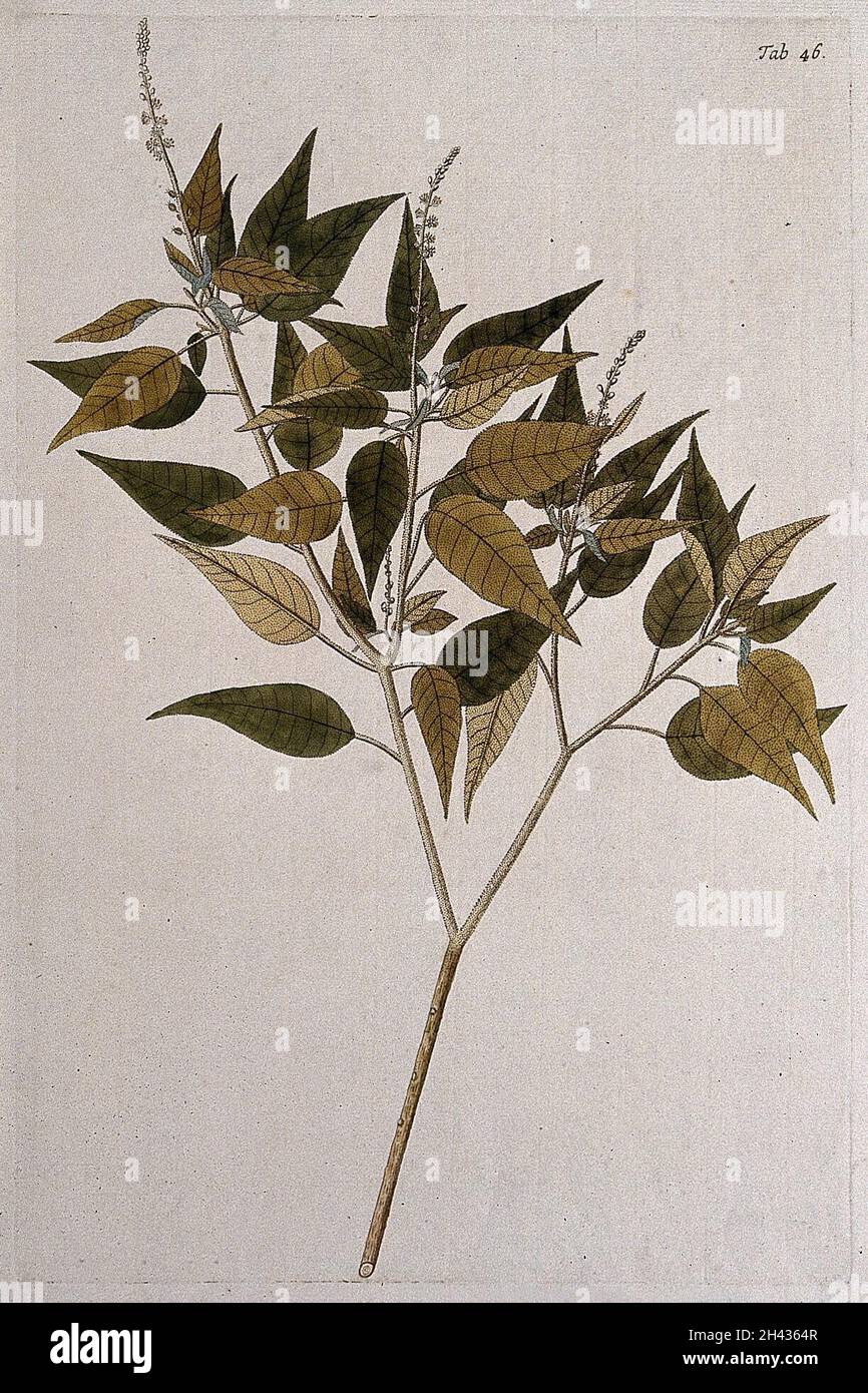Fever bark (Croton balsamifer Jacq.): flowering and fruiting stem ...