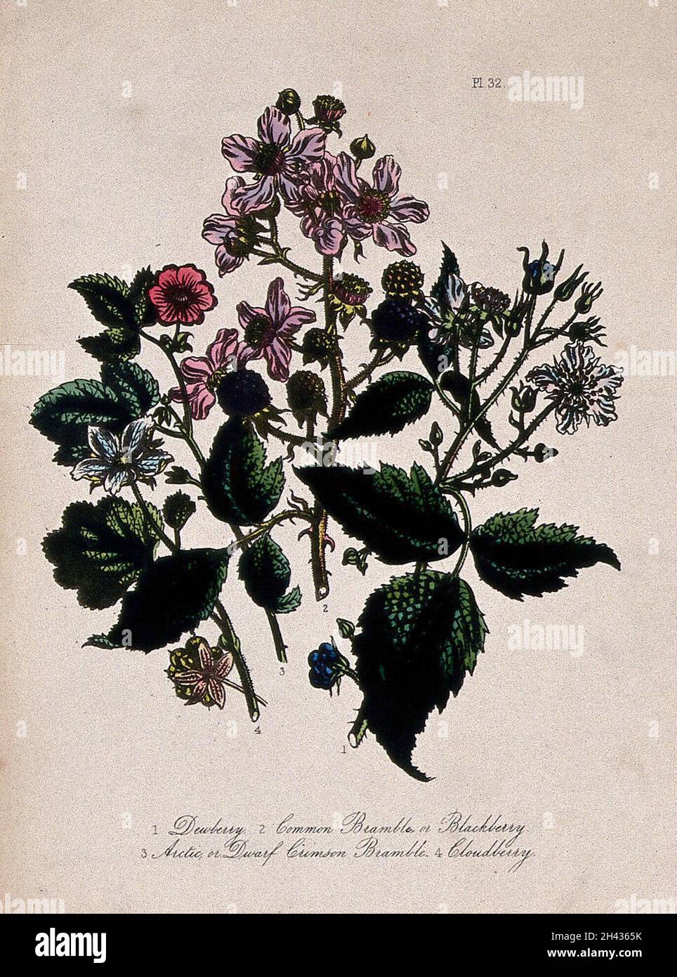 Four British wild flowers with fruit; dewberry, two brambles and ...