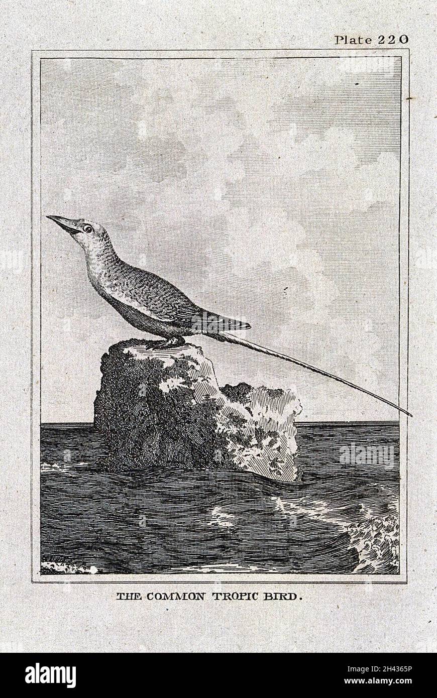 Tropic bird engraving hi-res stock photography and images - Alamy