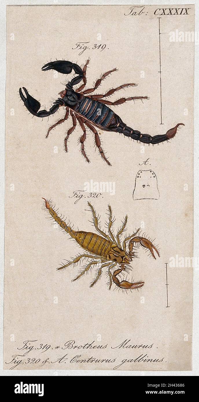 Two scorpions: Brotheus maurus and Centrurus galbinus. Coloured ...