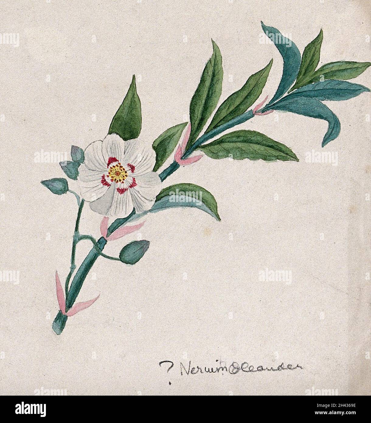 Oleander or rose-bay (?Nerium oleander): flowering stem. Watercolour ...