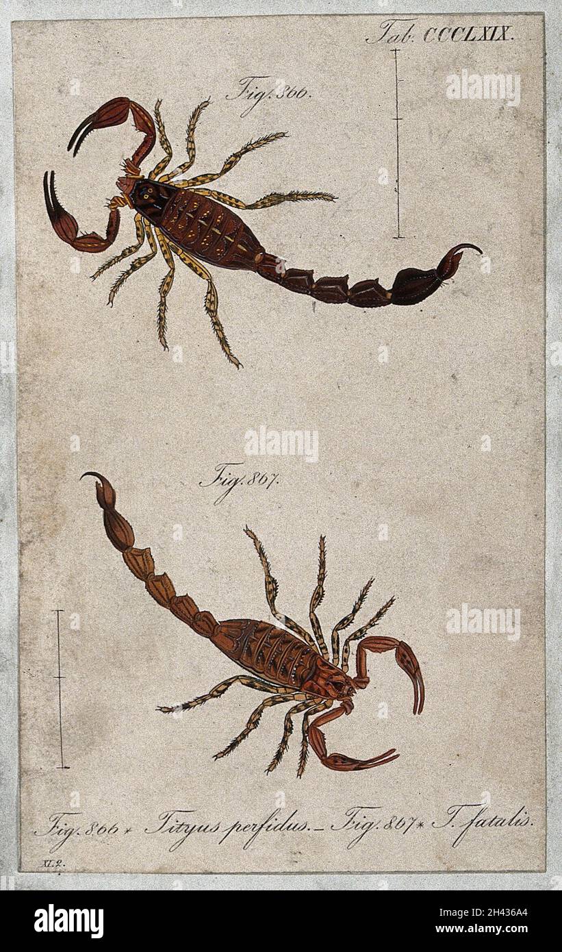 Two scorpions: Tityus perfidus and Tityus fatalis. Coloured engraving ...