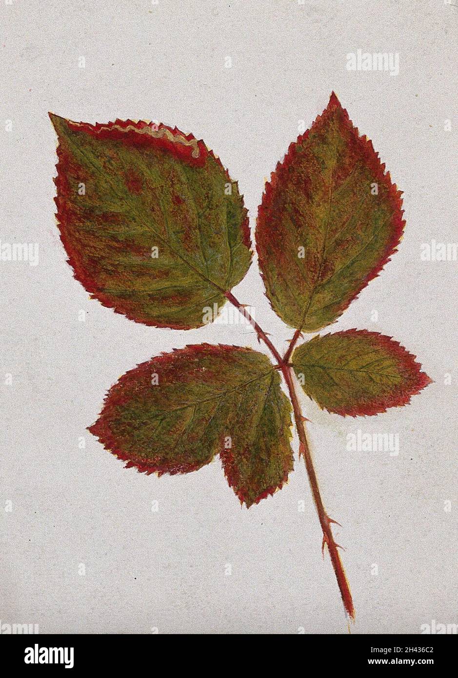 Autumn leaves of bramble (Rubus species). Watercolour drawing Stock ...