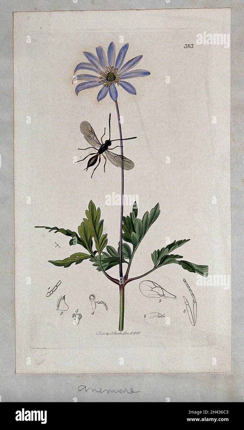 An anemone plant (Anemone apennina) with an associated insect and its ...