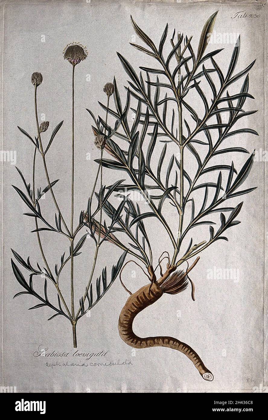 Scabious (Scabiosa loevigata): flowering and fruiting stem with ...