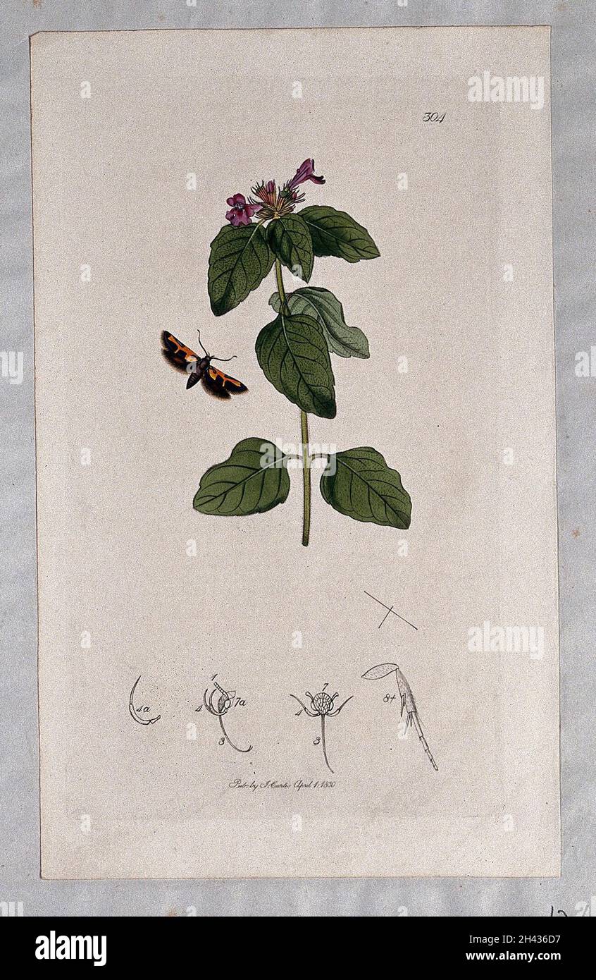 Calamint plant (Calamintha species) with an associated butterfly and ...