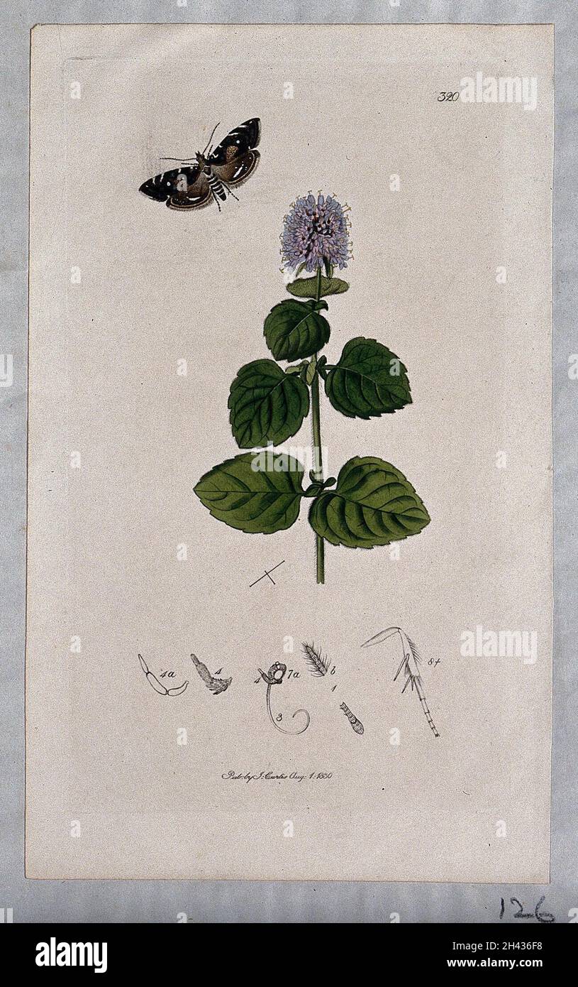 A mint plant (Mentha species) with an associated moth or butterfly and ...