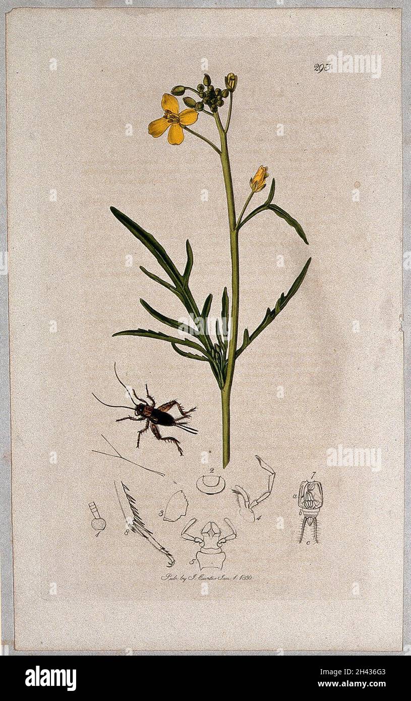 Hedge mustard plant (Sisymbrium tenuifolium) with an associated insect ...