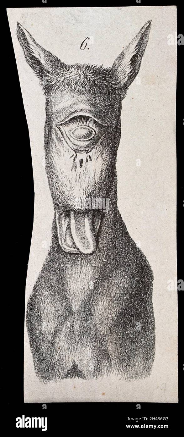 Head of a donkey with a congenitally deformed head. Lithograph Stock ...