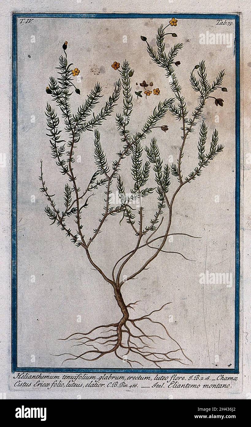 Rockrose (Helianthemum tenuifolium): entire flowering and fruiting ...