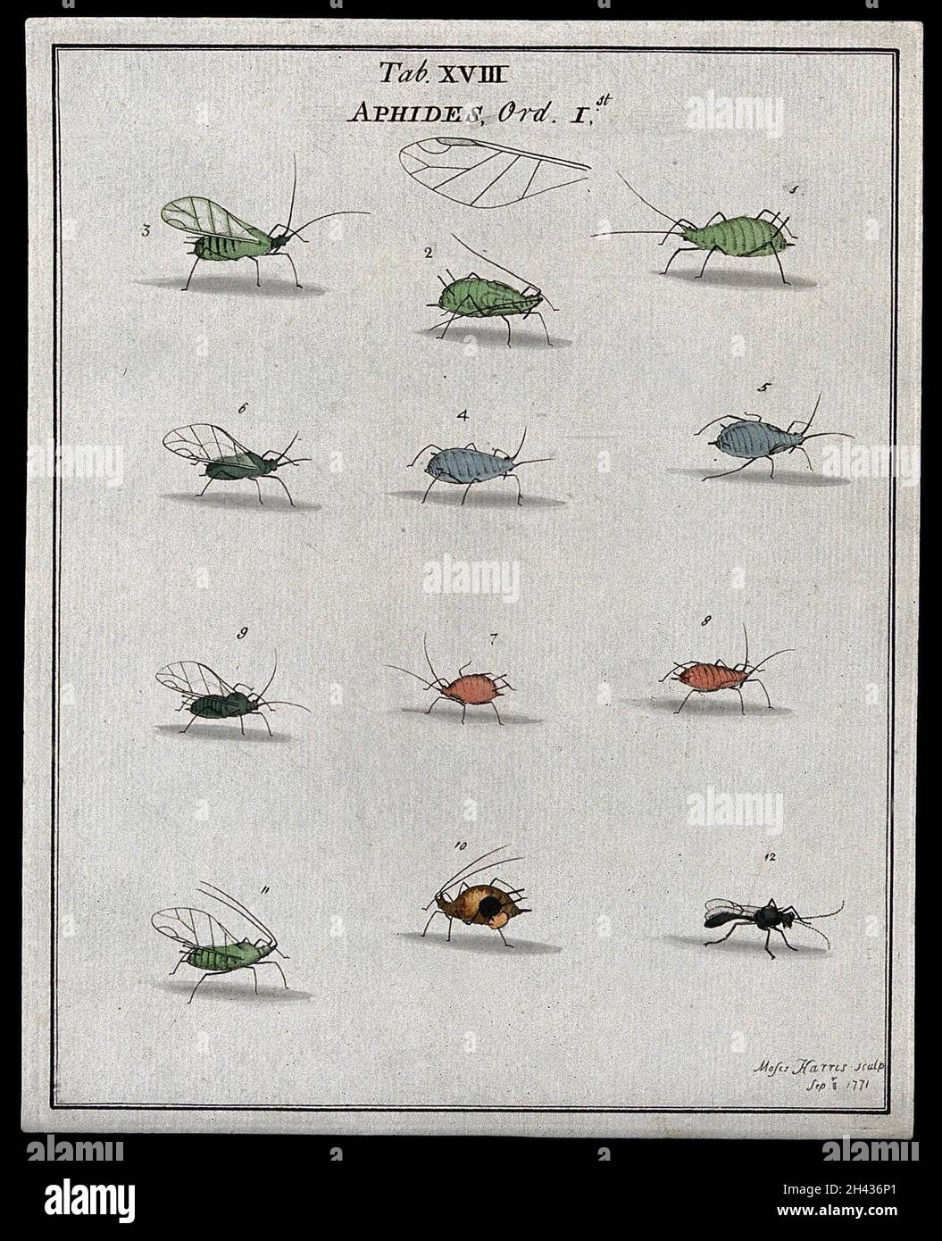 Twelve aphids (Aphididae species). Coloured etching by M. Harris, 1771 ...