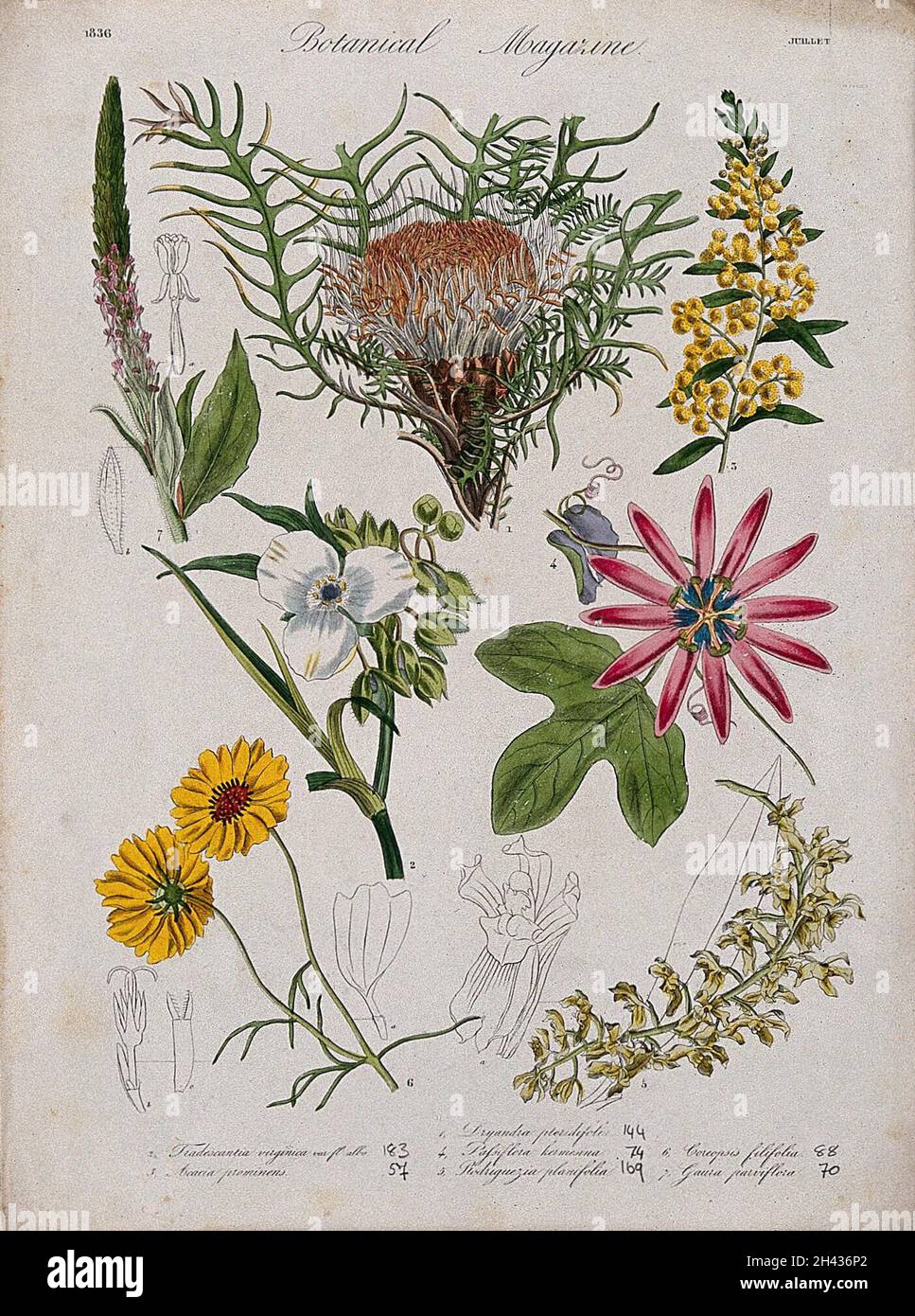 Garden flower illustrations hi-res stock photography and images - Alamy