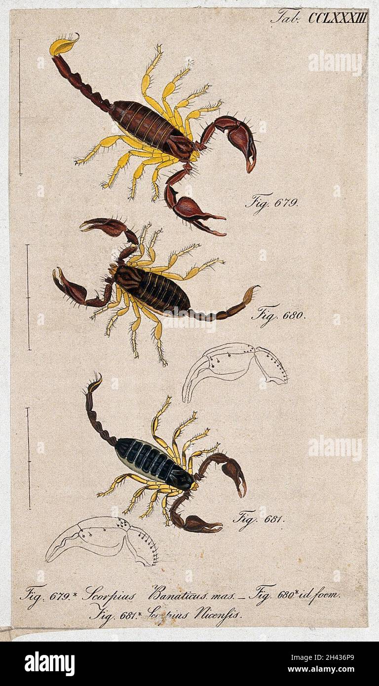 Three scorpions: a male and female Scorpius banaticus and Scorpius ...