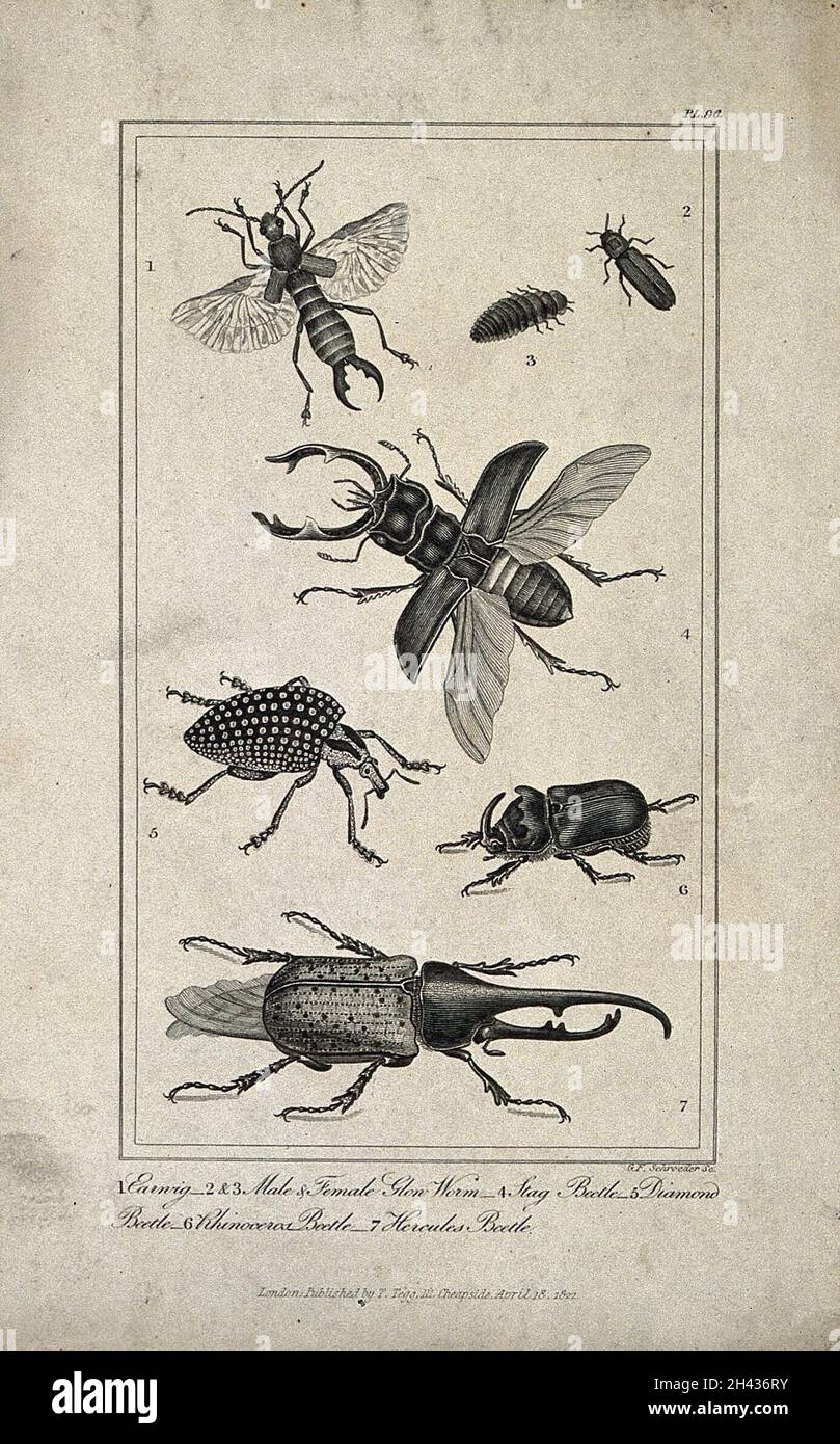 Seven insects, including an earwig, a glow worm and four different ...